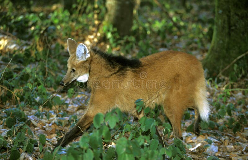 Maned Wolf, Chrysocyon Brachyurus, Adult Stock Photo - Image of south ...