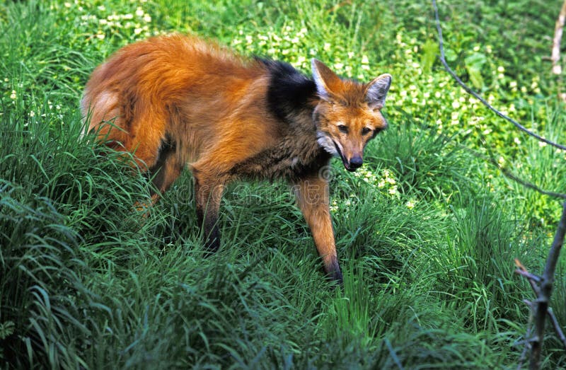 Maned Wolf, Chrysocyon Brachyurus, Pup Sitting on Grass Stock Photo ...