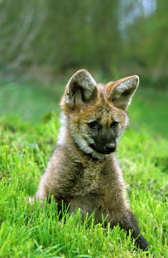 Wolf Cub Front Stock Photos - Free & Royalty-Free Stock Photos from ...