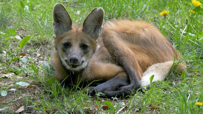 The Maned Wolf, Chrysocyon Brachyurus Stock Photo - Image of mammal ...