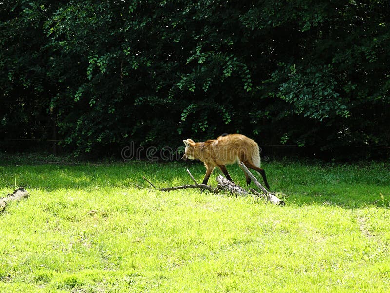 Maned Wolf or Chrysocyon Brachyurus Editorial Photo - Image of ...