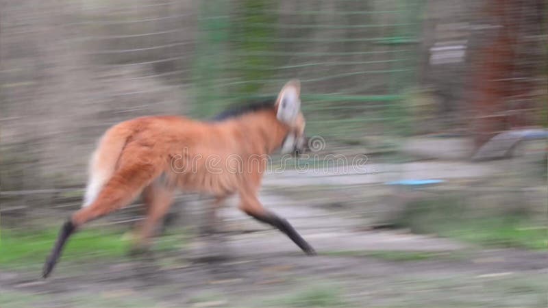 Maned Wolf Lying Down and Relaxing in Captivity, Wildlife Conservation ...