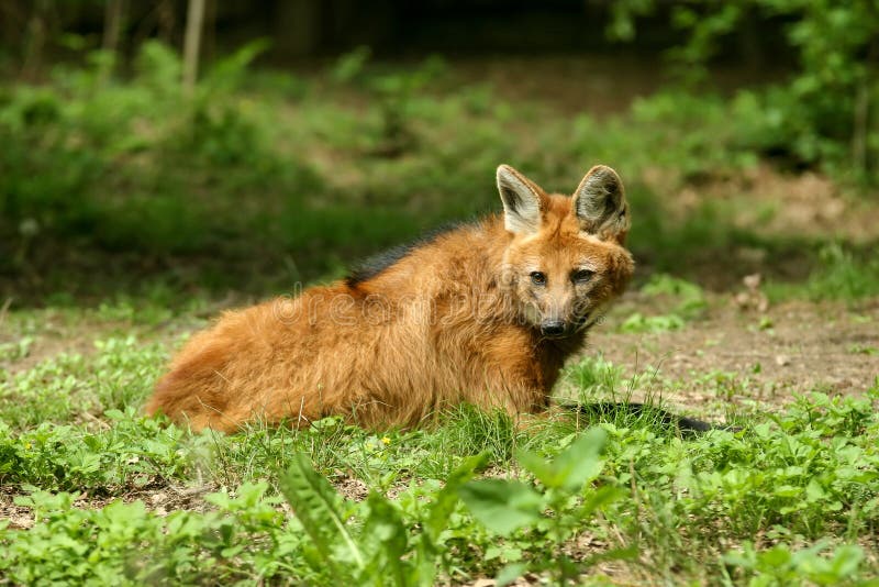 Maned Wolf 4 Stock Photos - Download 325 Royalty Free Photos
