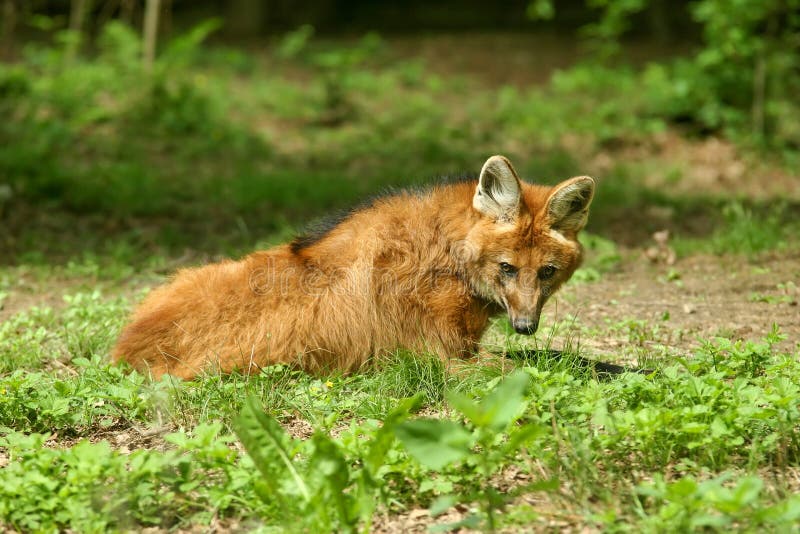 4,751 Wolf Sitting Photos - Free & Royalty-Free Stock Photos from ...