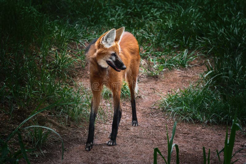 Maned Wolf - South America Canid Stock Image - Image of canine ...