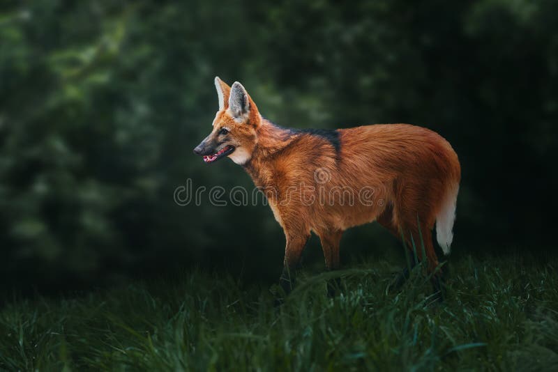 Maned Wolf - South America Canid Stock Image - Image of canine ...