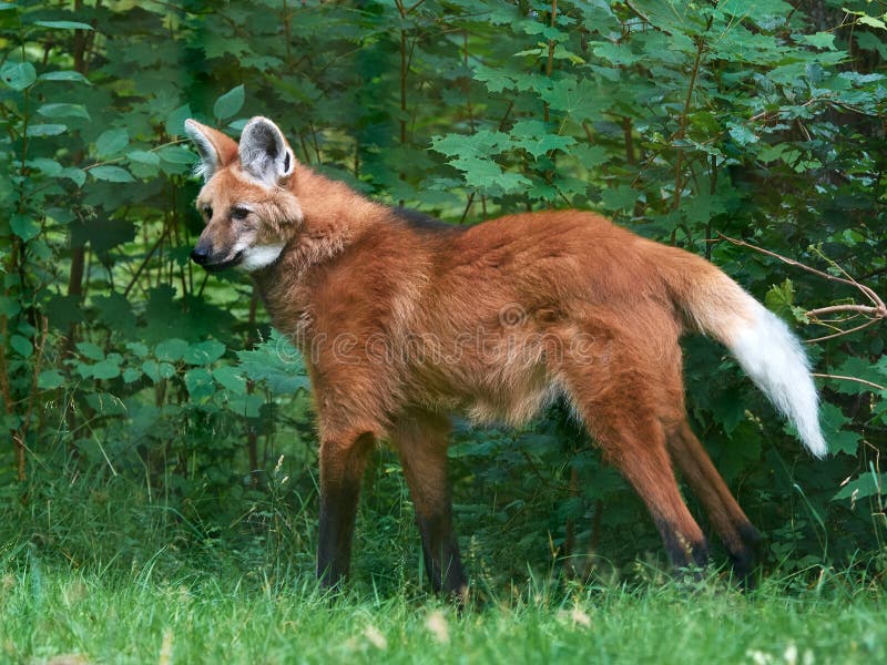 Maned Wolf (Chrysocyon Brachyurus) Stock Image - Image of nature ...