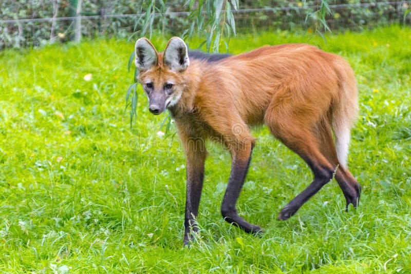 Maned Wolf (Chrysocyon Brachyurus) Stock Photo - Image of south, green ...