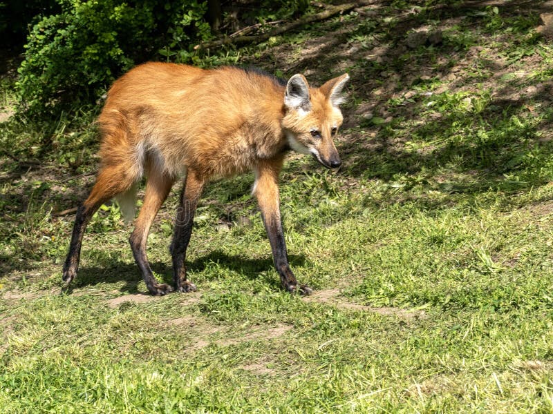 Maned Wolf, Chrysocyon Brachyurus, Walks Across a Grassy Meadow Stock ...