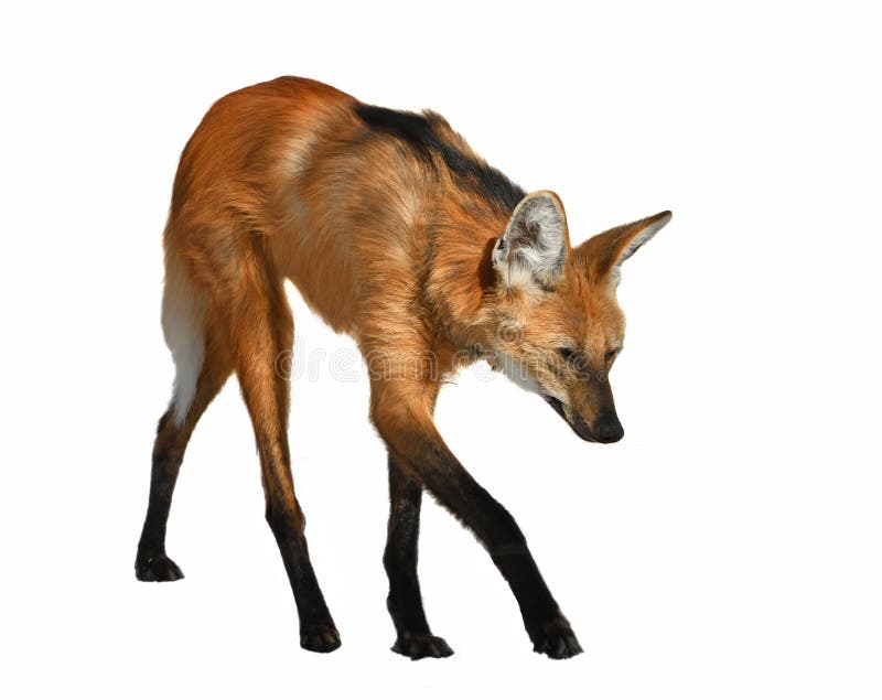 Melanistic Maned Wolf