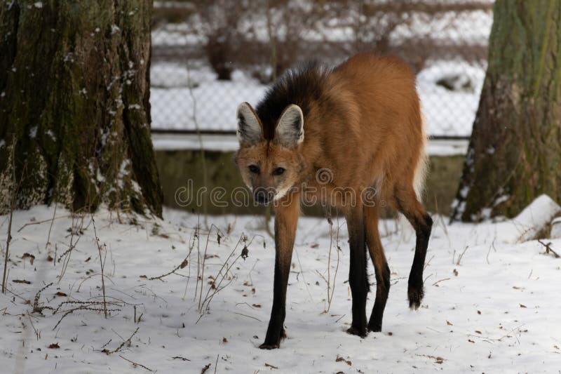 Maned Wolf (Chrysocyon Brachyurus) Stock Image - Image of carnivorans ...