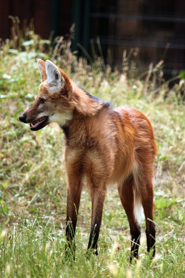 Maned Wolf (Chrysocyon Brachyurus). Stock Image - Image of animals ...