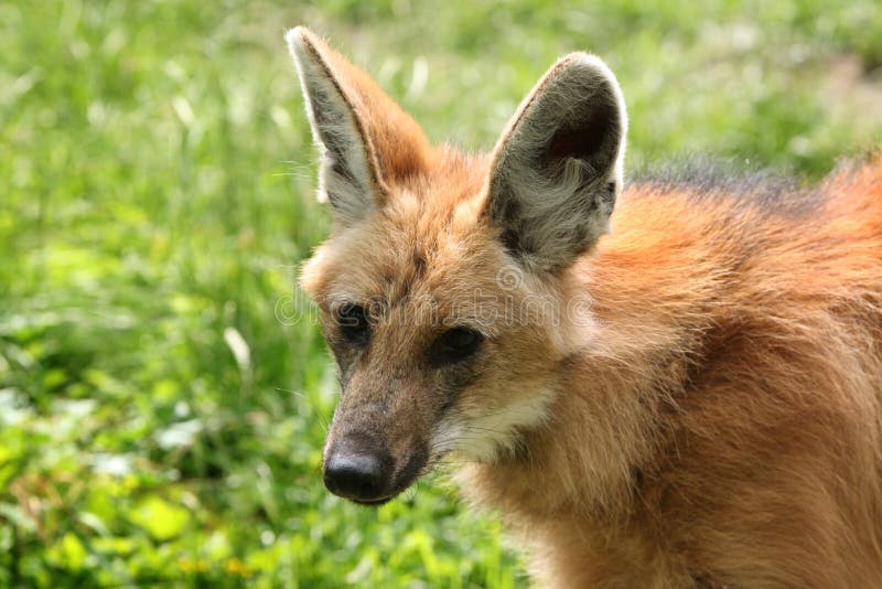 White Maned Wolf