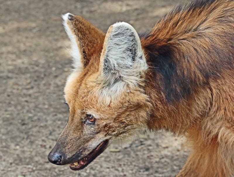 Maned Wolf stock image. Image of mammal, brazil, furry - 73565543