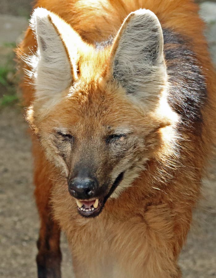 Maned Wolf stock image. Image of hairy, canid, head, lying - 20496465