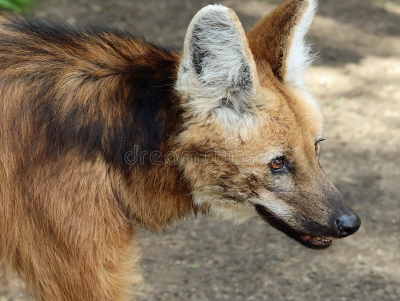 Maned Wolf stock image. Image of hairy, canid, head, lying - 20496465