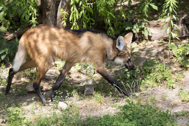 Maned Wolf in the Forest in the Run Stock Image - Image of mammal ...