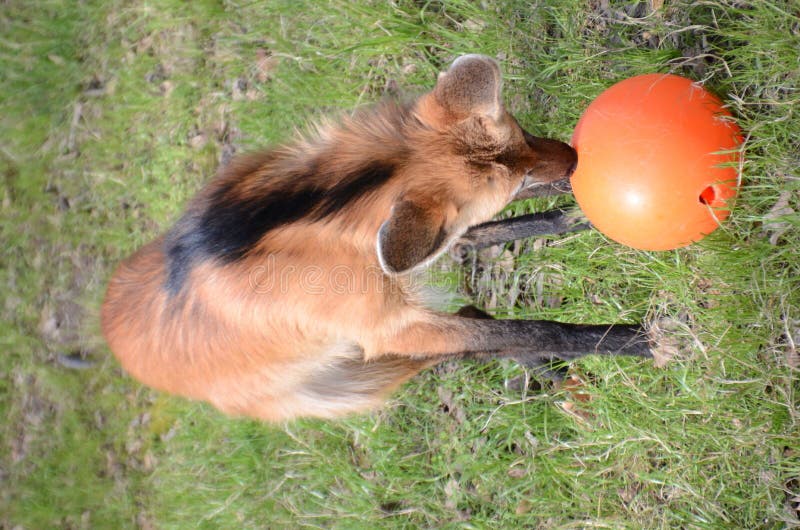 Maned wolf and his ball stock photo. Image of ball, nose - 23830720