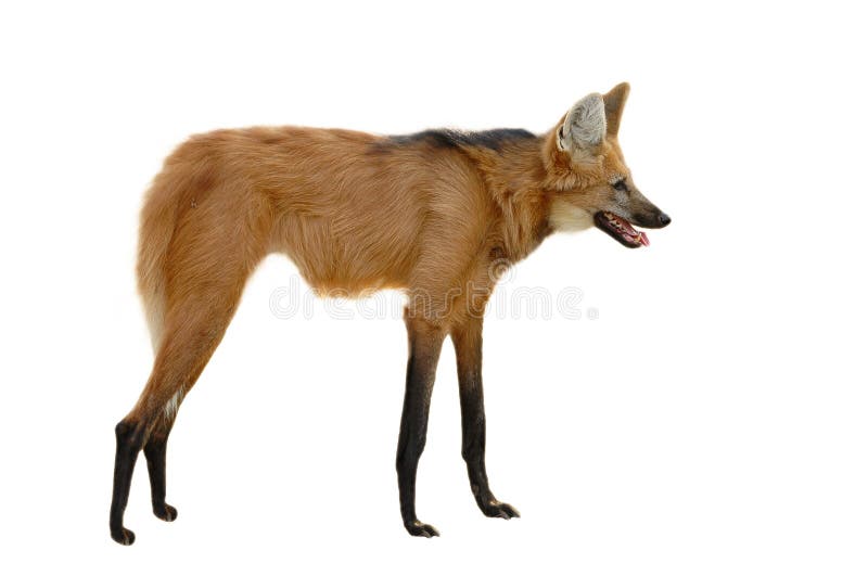 Albino Maned Wolf