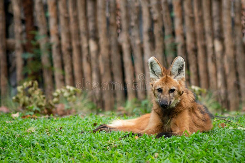 Maned wolf stock image. Image of endangered, canidae - 188353295