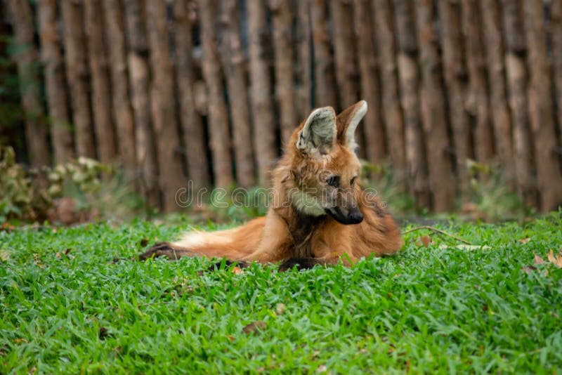 Maned wolf stock photo. Image of green, colorful, eating - 21986888