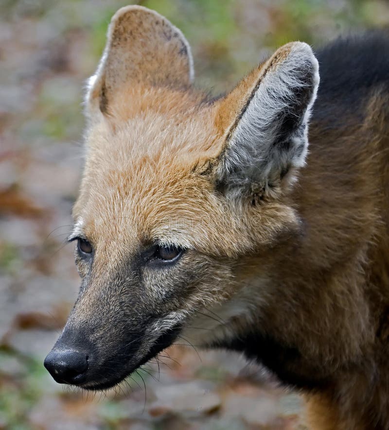 Maned wolf 2 stock photo. Image of zoology, fang, carnivore - 14514542
