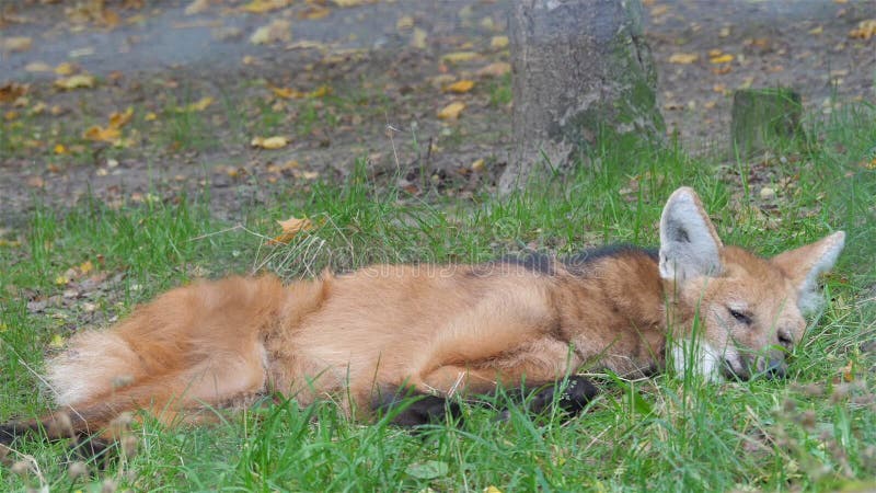 The Maned Wolf, Latin Name - Chrysocyon Brachyurus Stock Footage ...