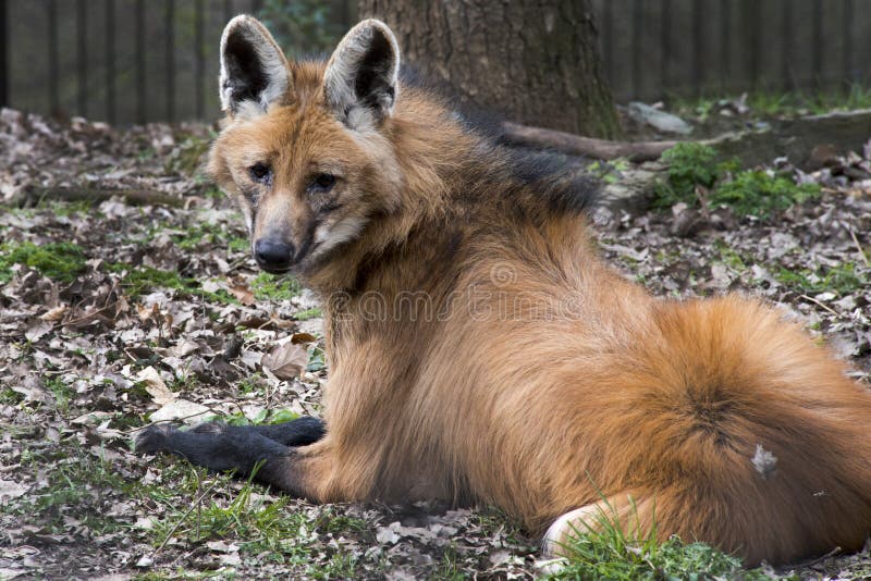 Maned Wolf stock image. Image of brasil, chrysocyon, sitting - 57318641