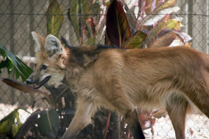 This is a Side View of a Maned Wolf Stock Photo - Image of brown, nose ...