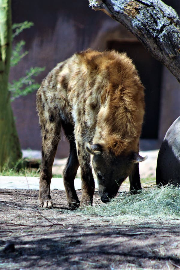 Maned Wolf stock photo. Image of hunters, golden, brown - 91720092