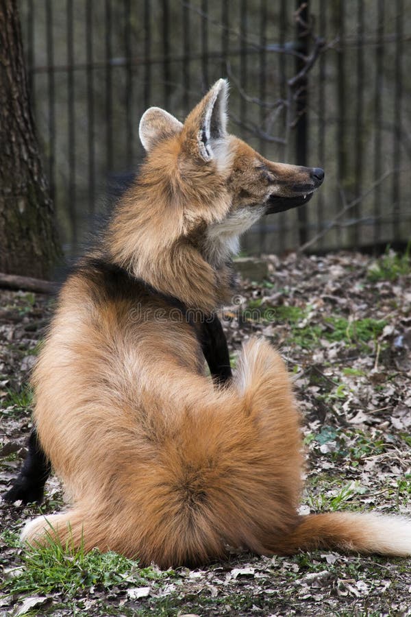 4,751 Wolf Sitting Photos - Free & Royalty-Free Stock Photos from ...