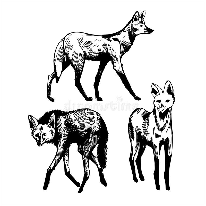 Maned Wolf. Sketch Illustration Stock Vector - Illustration of predator ...