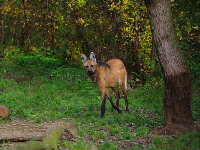 Maned Wolf Walks through the Forest in Autumn Stock Photo - Image of ...
