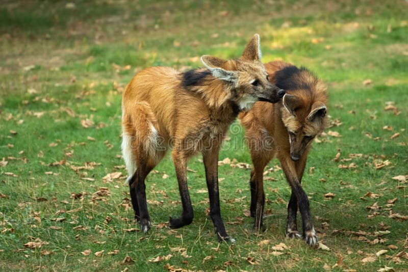 Maned Wolf Whispering Secret Stock Photo - Image of nature, wild: 267051570