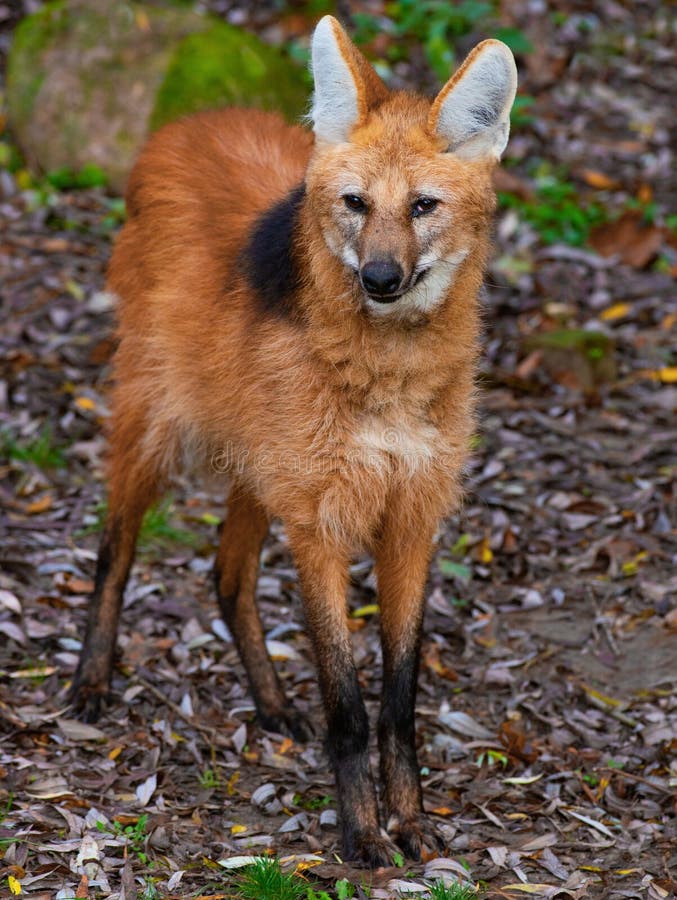 Maned wolf in wild stock image. Image of wolf, themes - 278286145