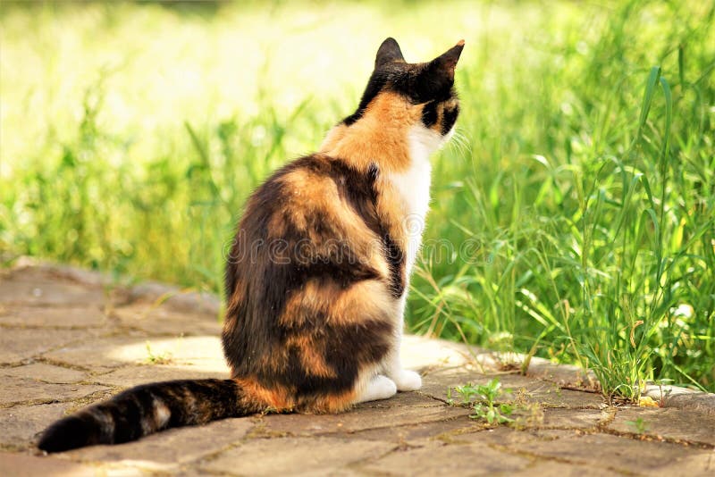 Rear View Cat Sitting Stock Photos - Download 180 Royalty Free Photos