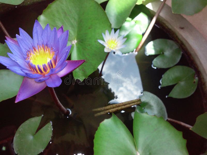 Nil manel flower stock photo. Image of nilmanel, srilanka - 123352384