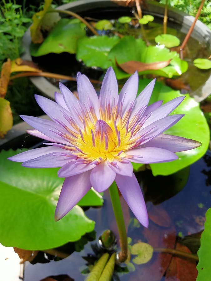 Manel Flower with Water Drops Stock Image - Image of flower, leaf ...