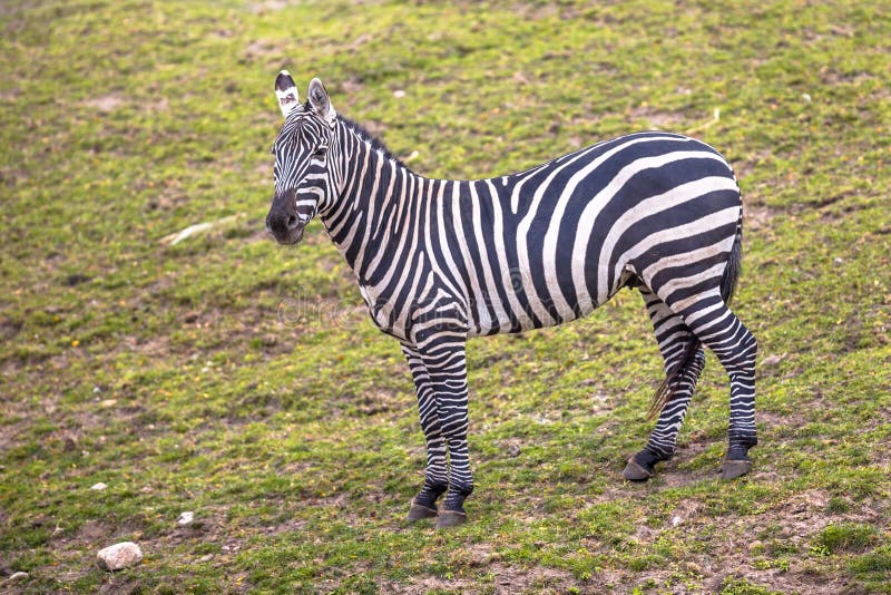 Maneless-Zebra, Das in Camera Schaut Stockbild - Bild von grün, spiel ...