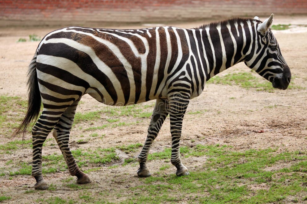 Maneless-Zebra (Equus Quagga Borensis) Stockfoto - Bild von säugetiere ...