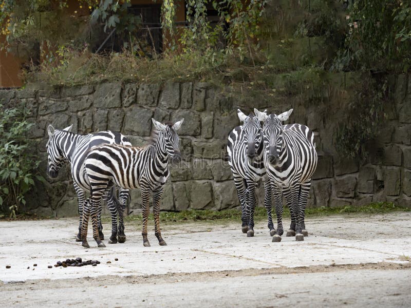 Maneless Zebra, Equus Quagga Borensis, is the Rarest Subspecies of the ...