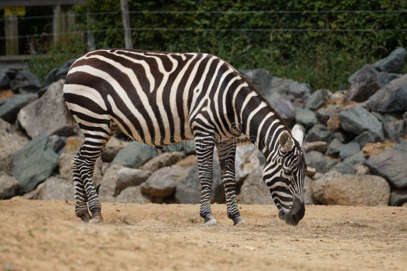 Maneless Zebra Looking Out at the World Stock Image - Image of equidae ...