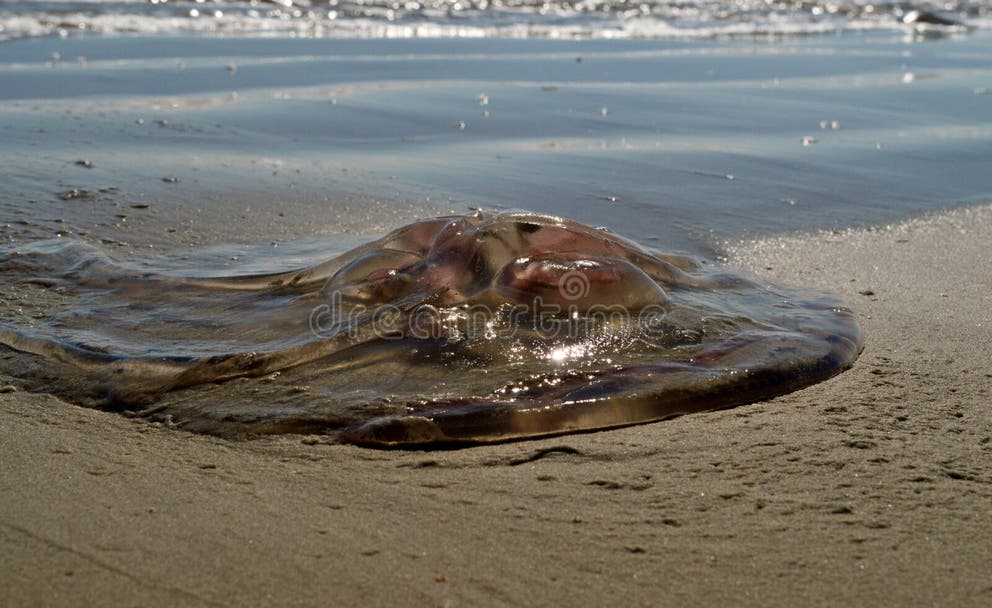 Manet arkivfoto. Bild av svart, fara, gift, fisk, bakgrund - 46338146