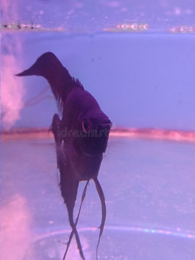 Black Manfish Stock Photos - Free & Royalty-Free Stock Photos from ...