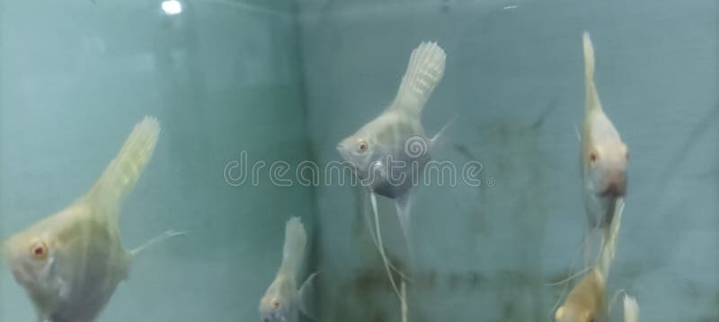 Manfish red eye stock image. Image of manfish, fish - 322037009