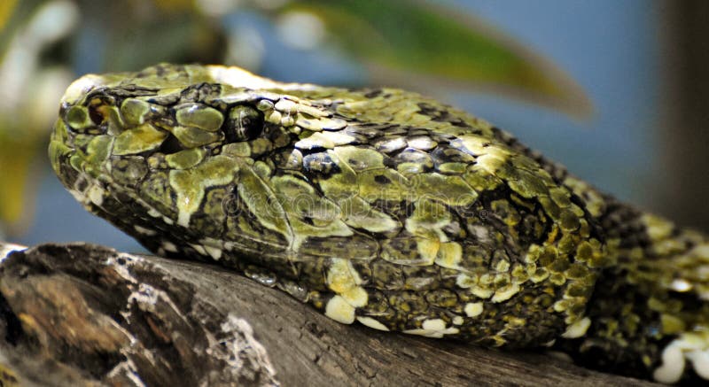 Mangshan Pit Viper Trimeresurus Mangshanensis Stock Photo - Image of ...