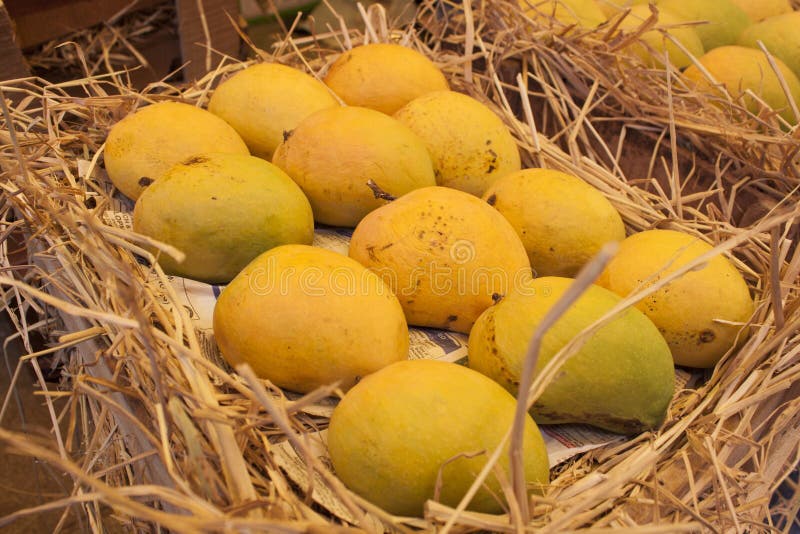 Manga indianas de Alphonso foto de stock. Imagem de mercado - 70901076