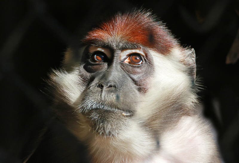Mangabe Monkey stock photo. Image of animal, gibbon, crowned - 67219078