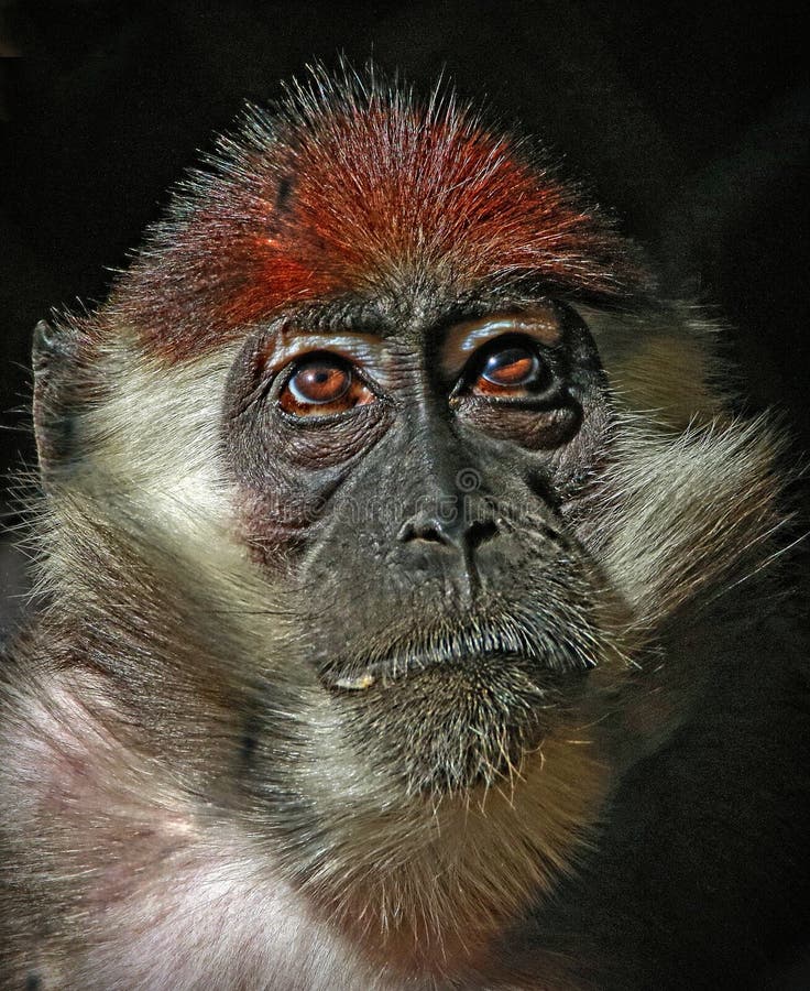 Mangabe Monkey stock image. Image of african, hair, hand - 67220005