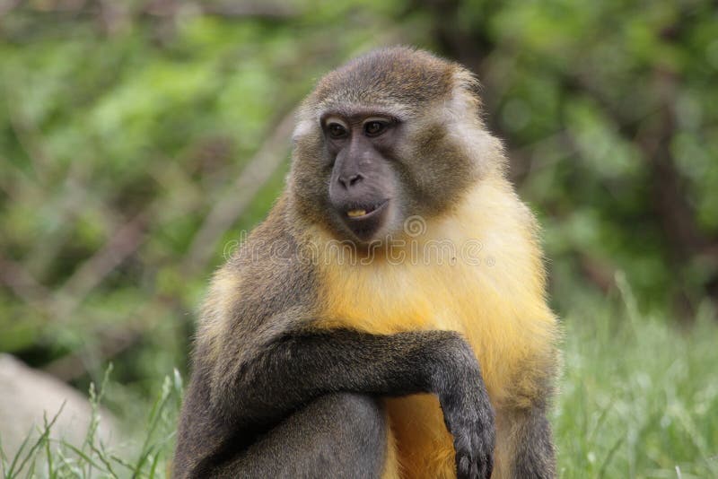 Mangabey image stock. Image du fermer, fuselage, mammifère - 33818037